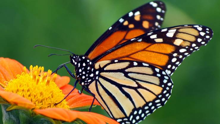 Des jeunes de Saint-Jean-Port-Joli volent au secours du papillon monarque